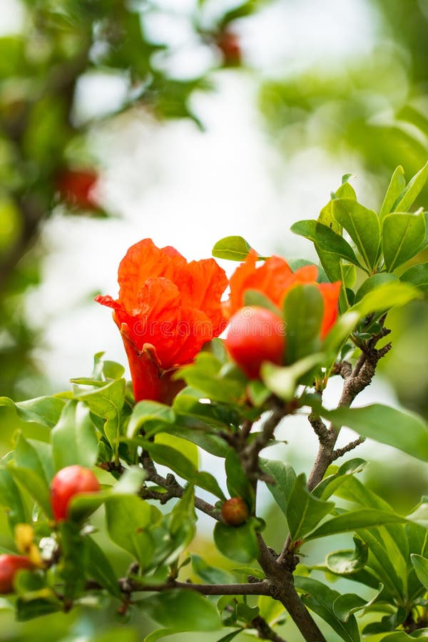 Pomegranate Flowers on the Branch Stock Image - Image of nature, spring ...