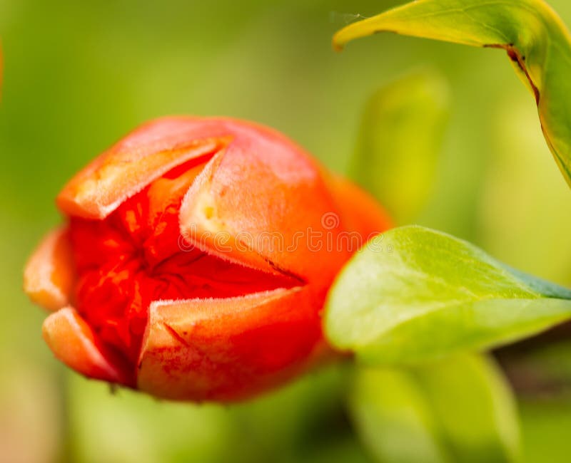Pomegranate Flowers on the Branch Stock Photo - Image of nature, fruit ...