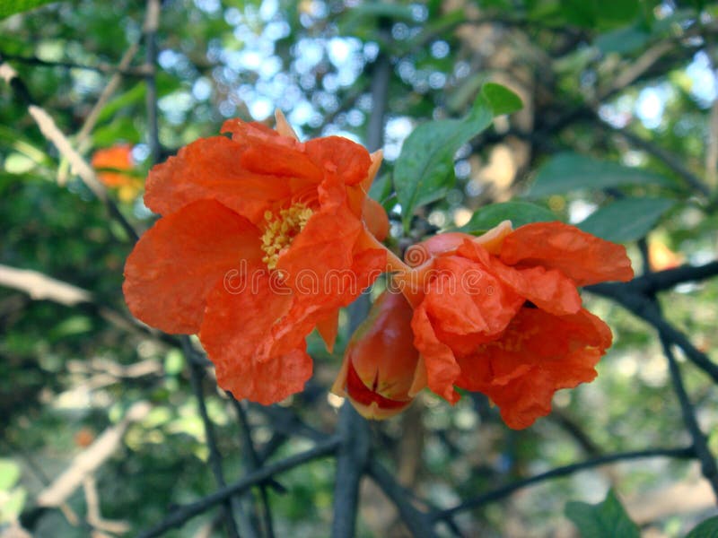 Pomegranate flowers stock image. Image of surface, tree - 89810607