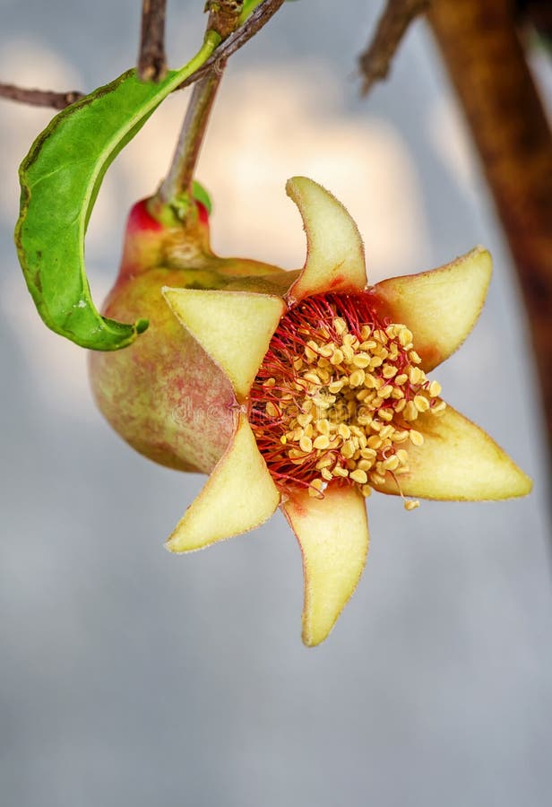 Pomegranate flowers stock photo. Image of spring, flower - 69694894