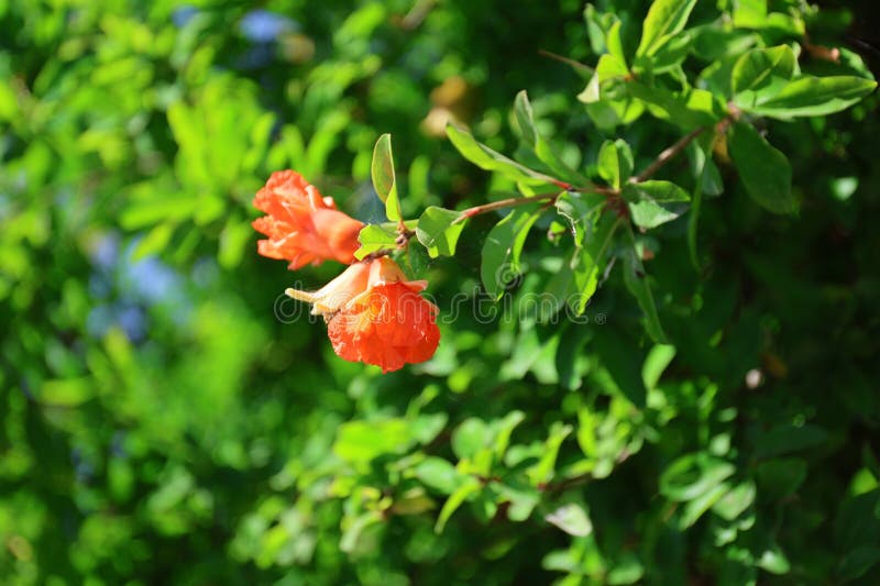Pomegranate flowers stock photo. Image of spring, health - 325968880