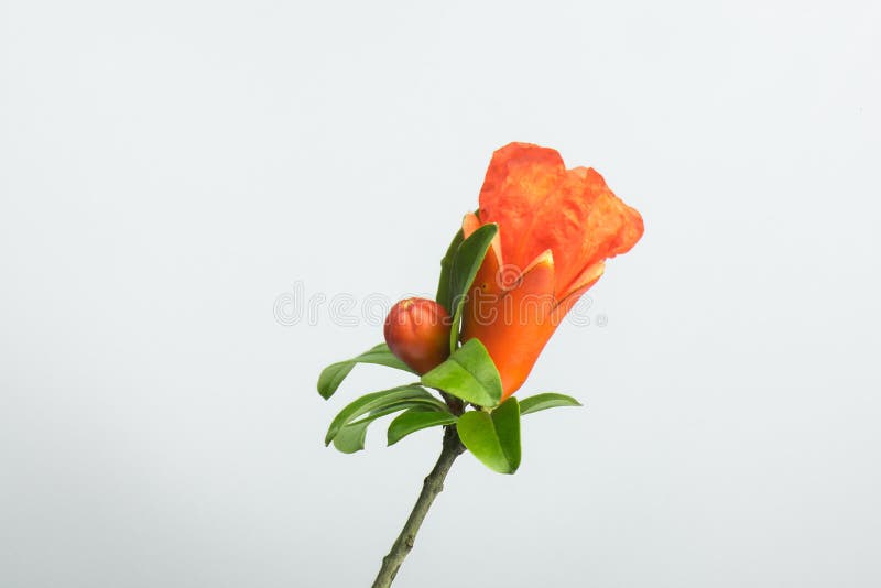 Pomegranate flowers stock photo. Image of leaf, flower - 40536344