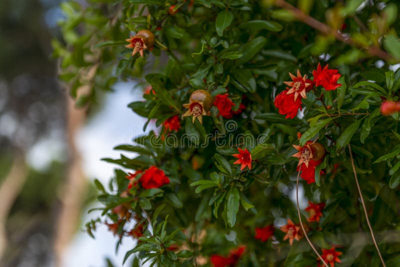 Pomegranate Flowers in Spring Stock Photo - Image of plant, morning ...