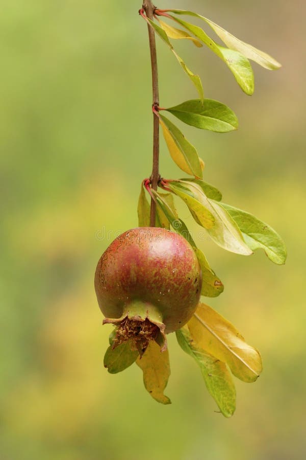 Pomegranate fruit branch stock image. Image of bokeh - 29202129