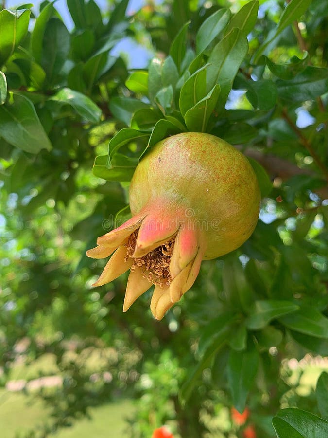 Pomegranate Fruit, Pomegranate on a Bush, Ripening Fruit, Branches and ...
