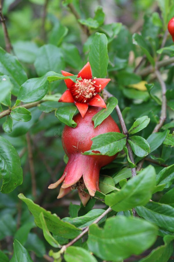 Pomegranate Fruit , Flowers (Anar) Stock Image - Image of green, shrub ...