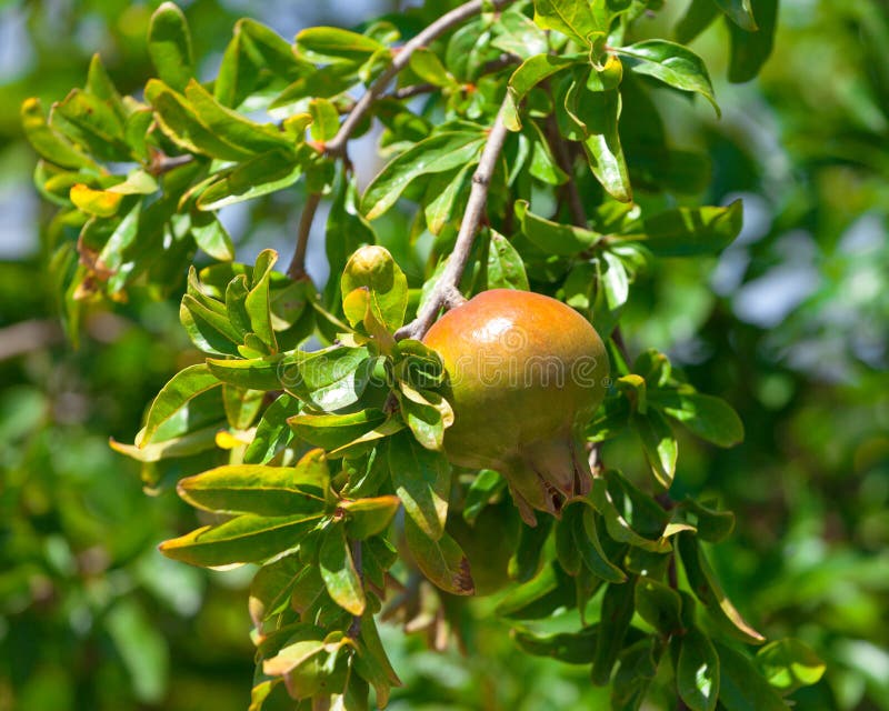 Pomegranate Fruit on the Green Tree Stock Image - Image of food, grow ...
