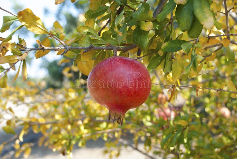 Pomegranate Fruit Growing on a Branch. Stock Image - Image of ...