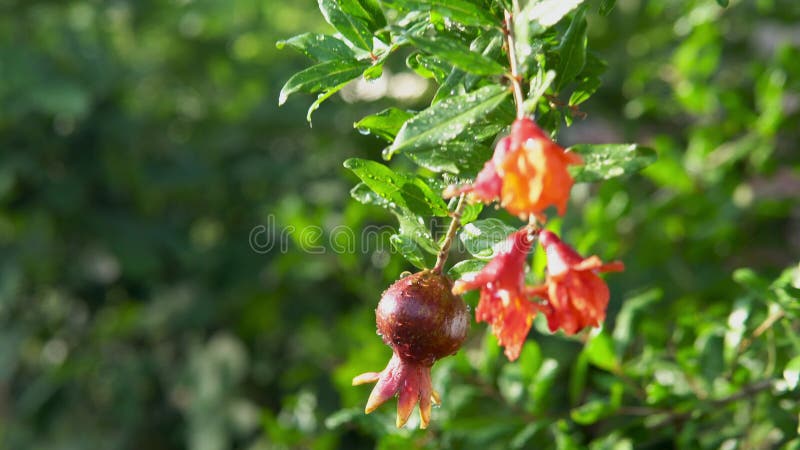 Pomegranate Fruit Growing on a Tree. Blooming Tree Stock Video - Video ...