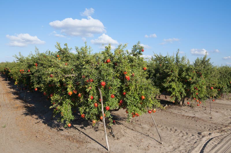 Pomegranate Orchard Fruit Stock Images - Download 1,475 Royalty Free Photos