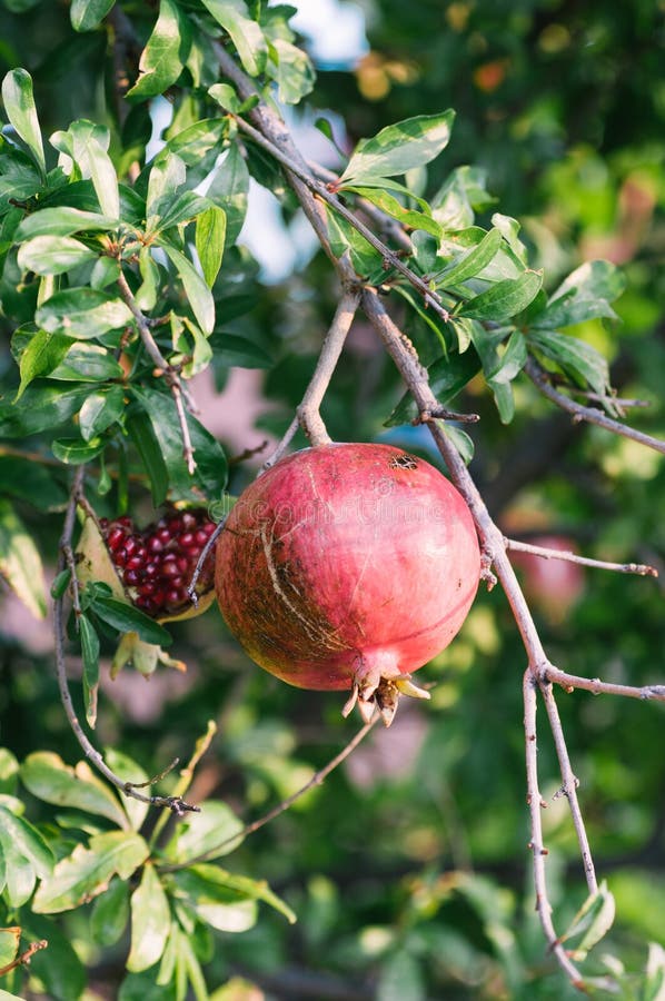 Pomegranate stock image. Image of flora, fruit, green - 35172465