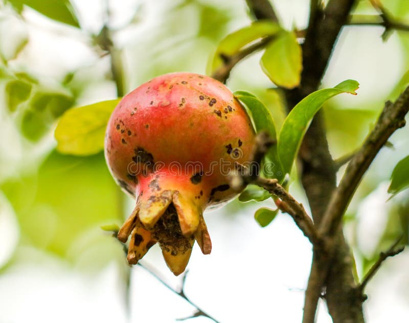Pomegranate Fruit on a Tree Branch Stock Photo - Image of foliage ...