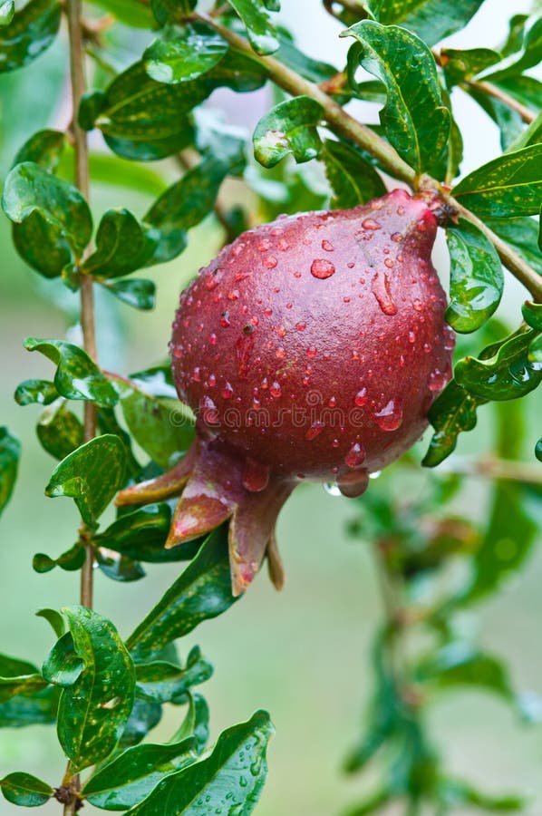 Pomegranate Fruit stock image. Image of garden, colorful - 30464803