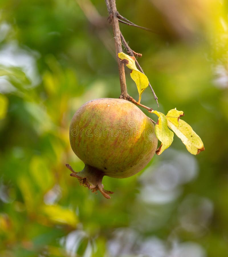Pomegranate Fruit on a Tree Branch .Nature Stock Photo - Image of ...