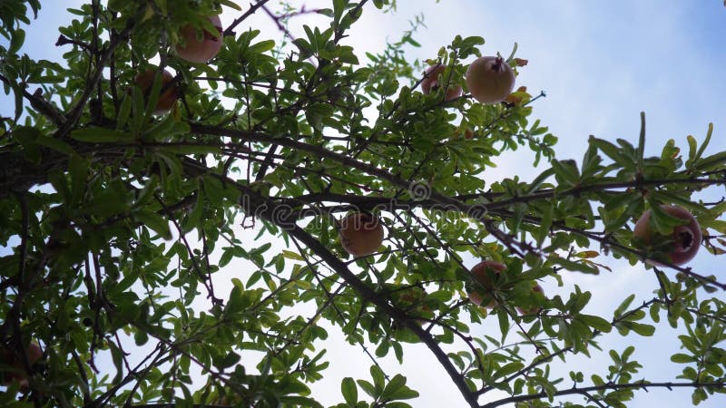 Pomegranate Fruit on Tree Moving with Wind. Bottom View Stock Footage ...