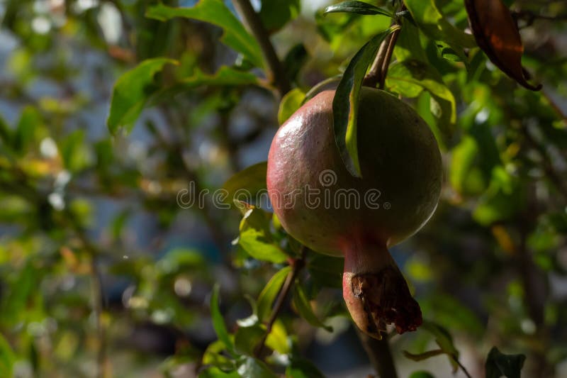 Pomegranate Fruit on the Tree Named Punica Granatum, Pomegranate Fruit ...