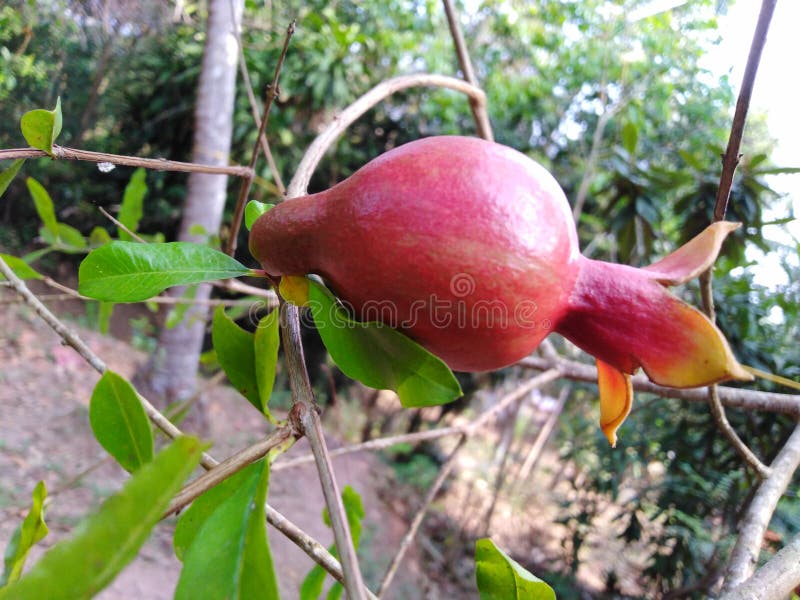 Pomegranate Fruiting Small Tree Stock Image - Image of plant, food ...