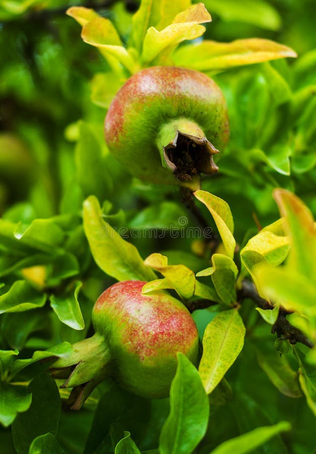 Pomegranate Fruits on the Tree Stock Image - Image of fruit, organic ...