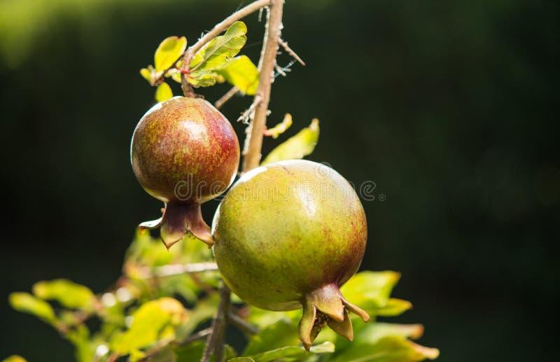 Pomegranate Growing on the Tree Branch Stock Image - Image of growing ...