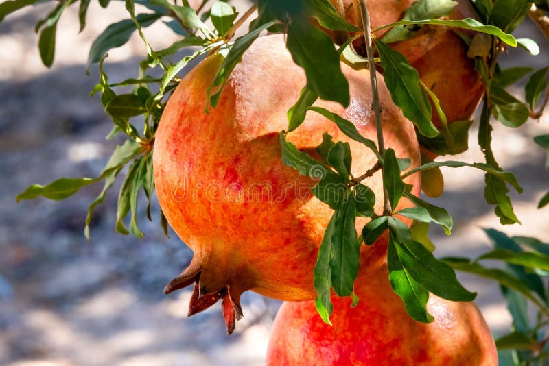 Pomegranate Growing on a Tree Outside of the Sun Stock Photo - Image of ...