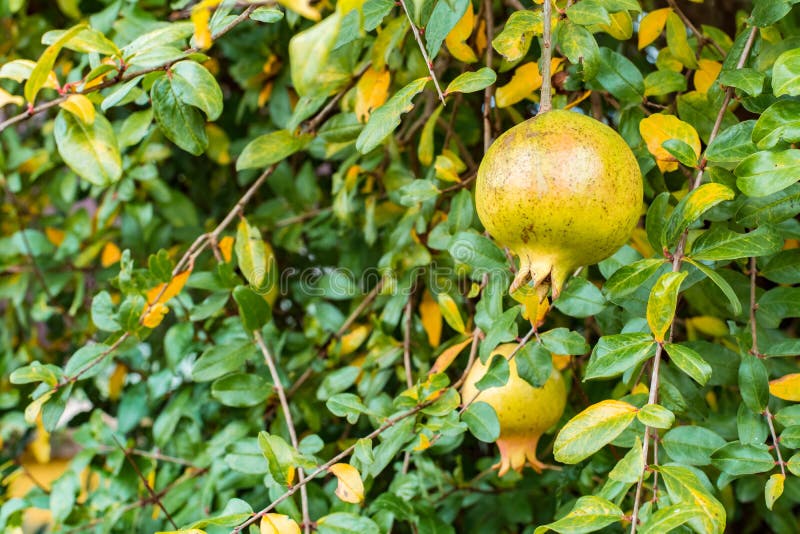Green Pomegranate Tree with Red Unripe Fruits Ripening for New H Stock ...