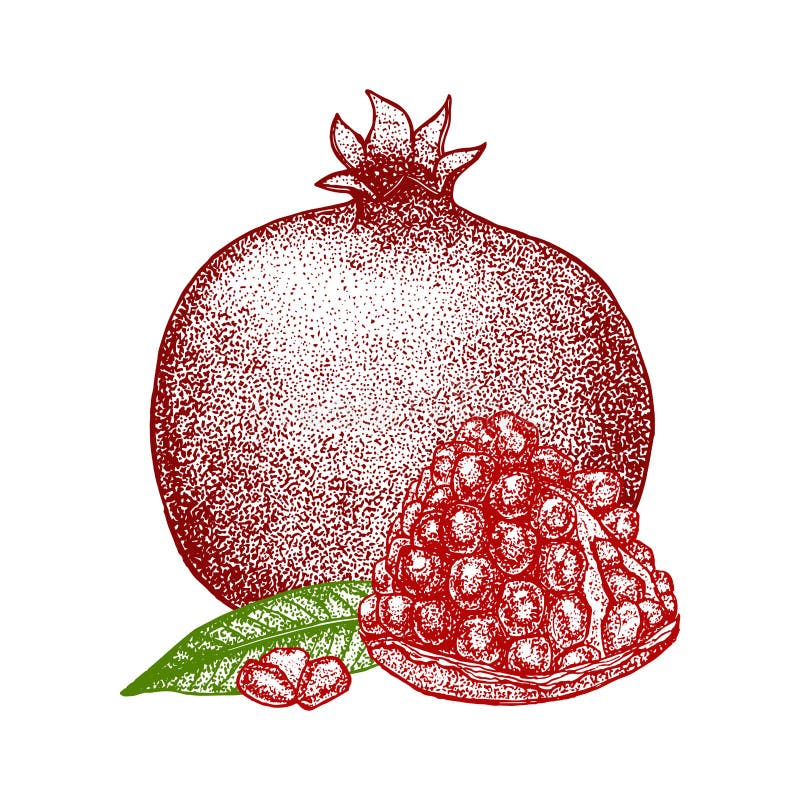 Pomegranate Hand Draw Sketch. Vector Stock Vector - Illustration of ...