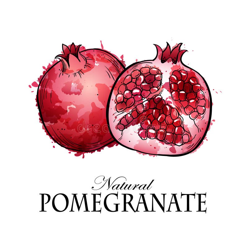 Pomegranate, Hand Drawn Sketch Watercolor Vector Illustration Stock ...