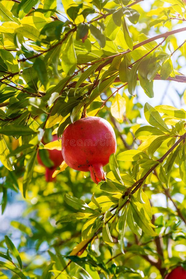 Pomegranate Hanging on a Branch of a Tree. Stock Image - Image of green ...