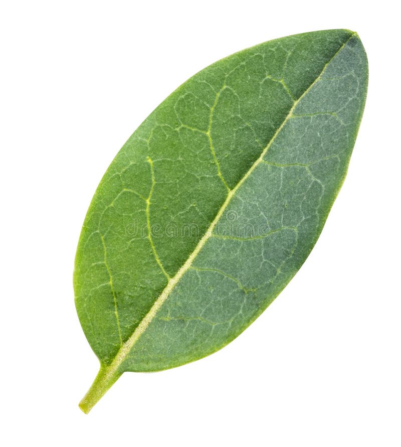 Pomegranate Leaf Isolated with Clipping Path Stock Image - Image of ...