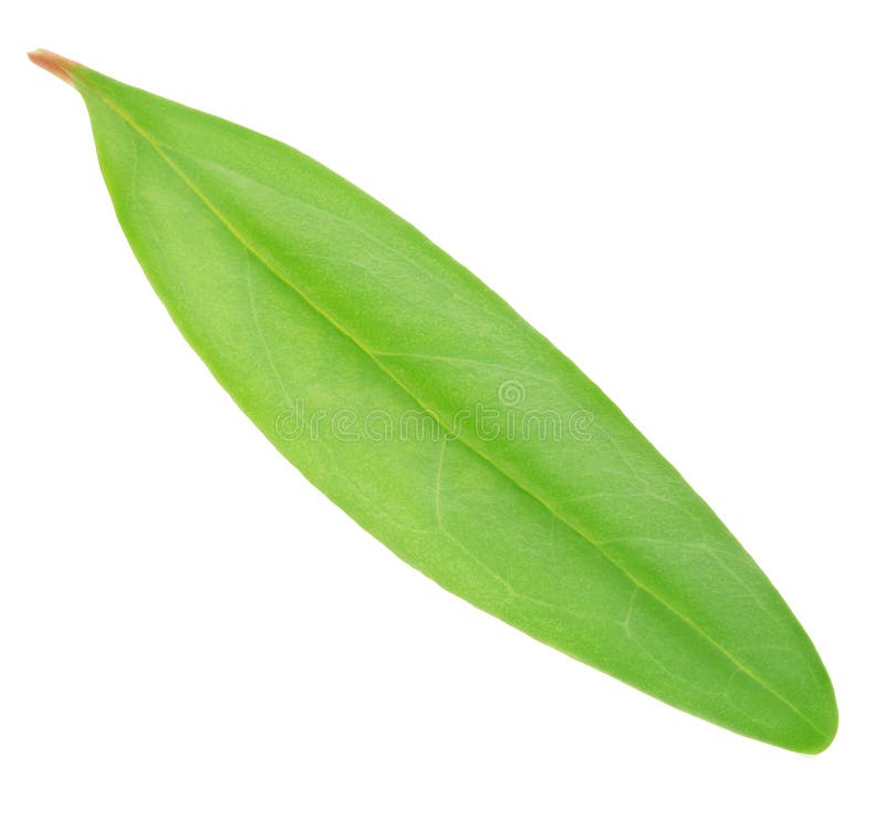 Pomegranate Leaf Isolated on a White. Stock Image - Image of light ...