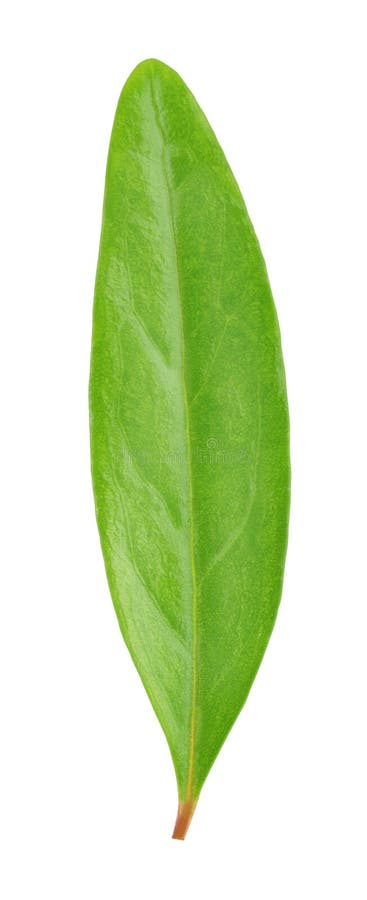 Pomegranate Leaf Isolated on a White. Stock Photo - Image of granatum ...