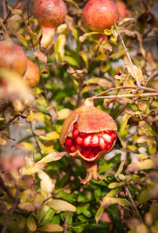 Small Baby pomegranate stock photo. Image of fruiting - 153890520