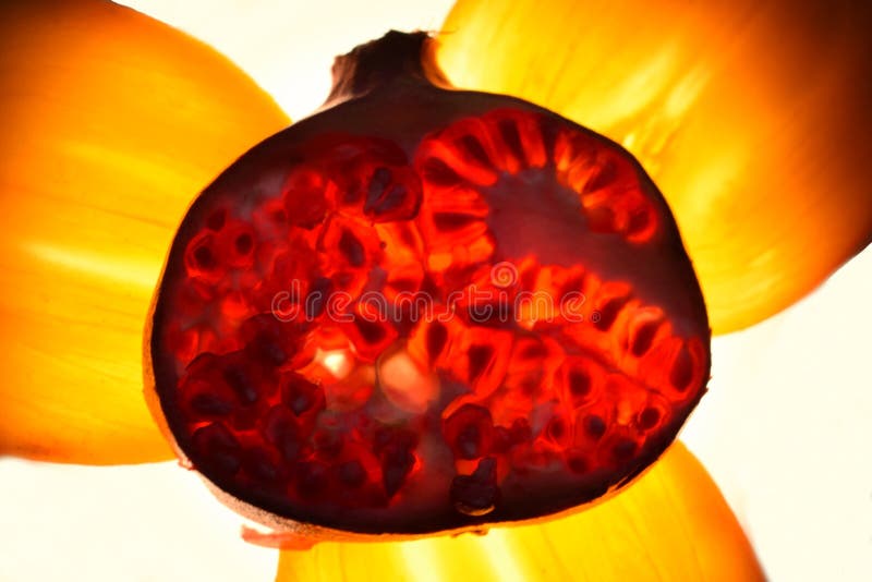 Persimmon light stock photo. Image of bright, eating - 16212936