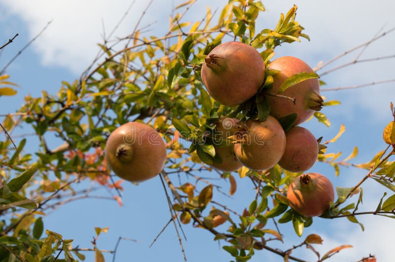Pomegranate - Punica Granatum, Called Anar or Dalim or Bedana Fruit ...