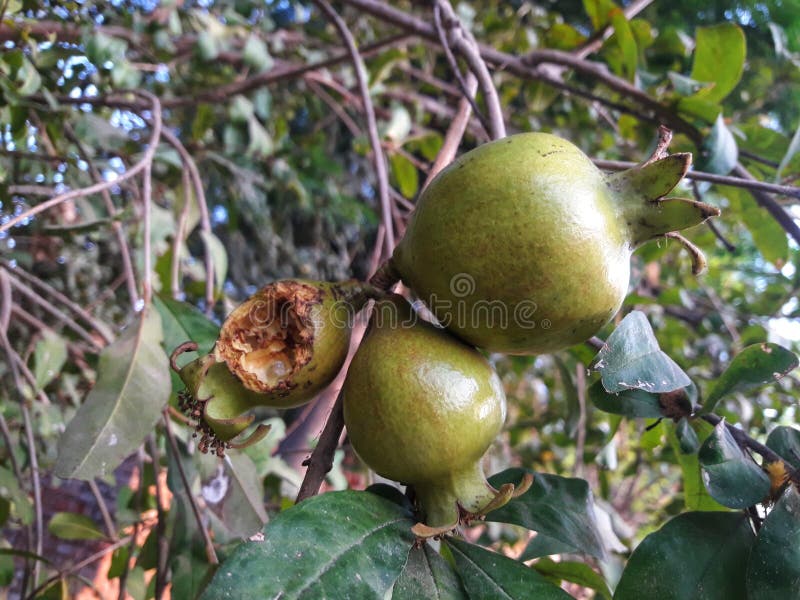 Pomegranate - Punica Granatum, Called Anar or Dalim or Bedana Fruit ...