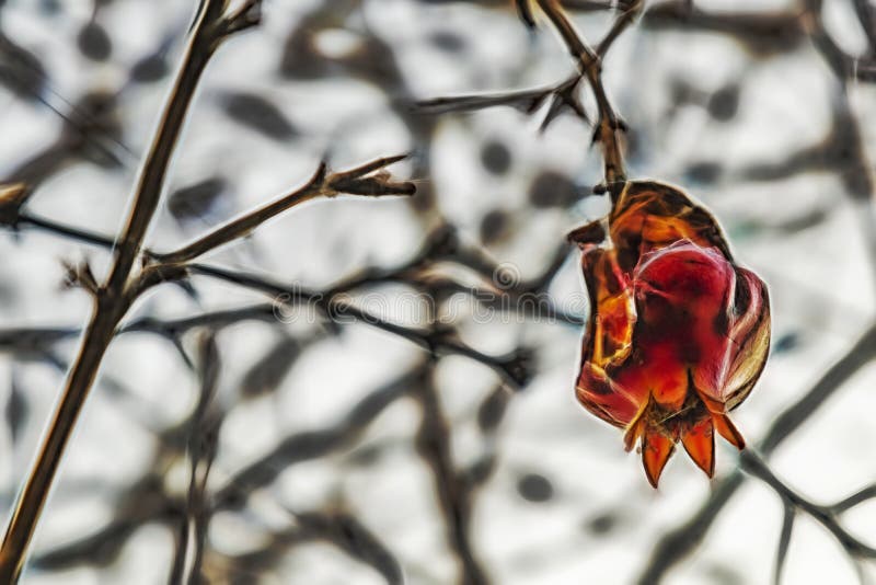 Pomegranate Rotting on Tree Branch Stock Image - Image of frost, cold ...