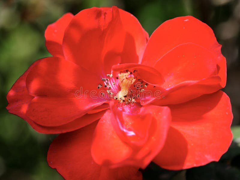 Pomegranate Spring Flowering. Stock Image - Image of spring, flower ...