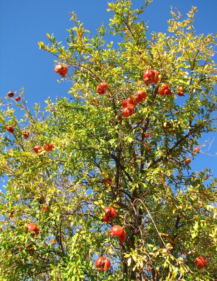 Apple tree stock image. Image of orchards, plant, apple - 1397873