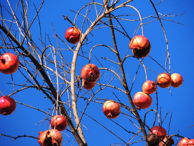 Pomegranate Tree with Background of Blue Sky Stock Photo - Image of ...