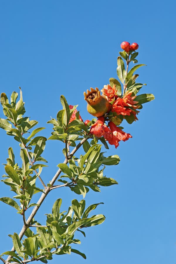 Pomegranate tree in bloom stock photo. Image of fruit - 203579240