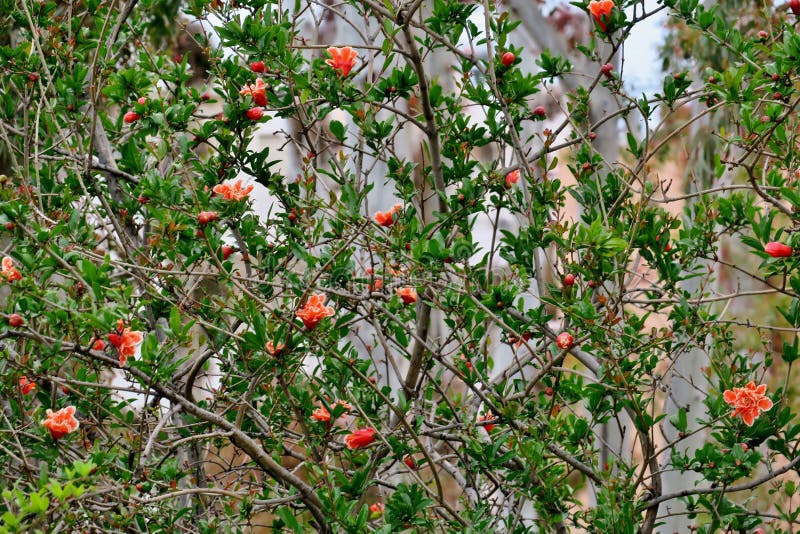 Pomegranate Tree Blooms with Pink and White Bright Flowers Stock Image ...