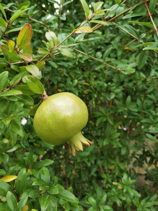 Pomegranate on tree branch stock image. Image of nature - 143247741