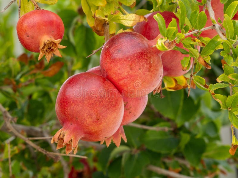 Pomegranate Tree Branch with Fresh Red Pomegranates Stock Image - Image ...
