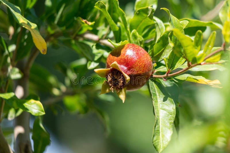 Pomegranate on Tree Branches in Summer. Stock Image - Image of branch ...