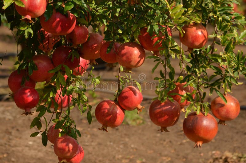 Pomegranate tree stock image. Image of cultivation, cuisine - 45528391