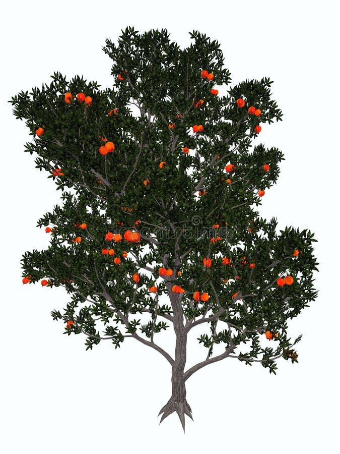 Pomegranate Tree - 3D Render Stock Illustration - Illustration of ...