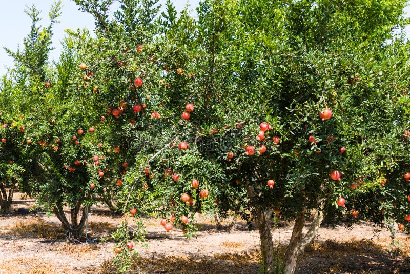 Pomegranate tree stock image. Image of nature, lush, trees - 58607875