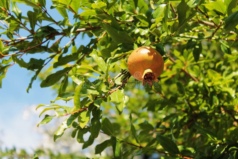 Pomegranate tree and fruit stock image. Image of full - 156472109
