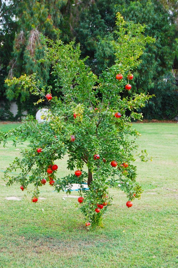 Pomegranate Tree with Pomegranate Fruits in the Garden. Summer Tree ...