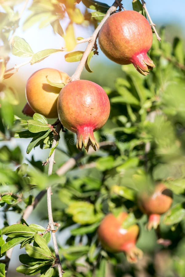 Pomegranate Tree with Fruits Stock Photo - Image of green, color: 97181614